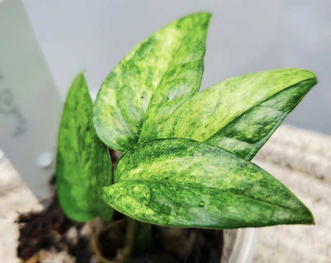 Variegated Cebu Blue | Epipremnum Pinnatum Cebu Blue Ghost - Etsy