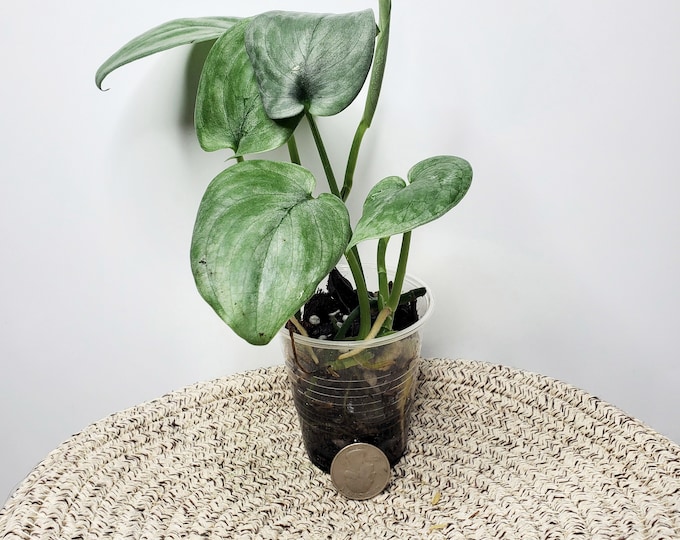 Scindapsus Tattoo - Etsy