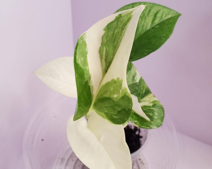 Pothos Colorado Constellation - Etsy