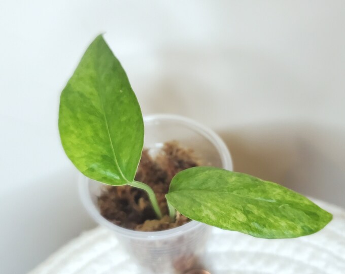 Variegated Cebu Blue Epipremnum Pinnatum Cebu Blue Ghost - Etsy