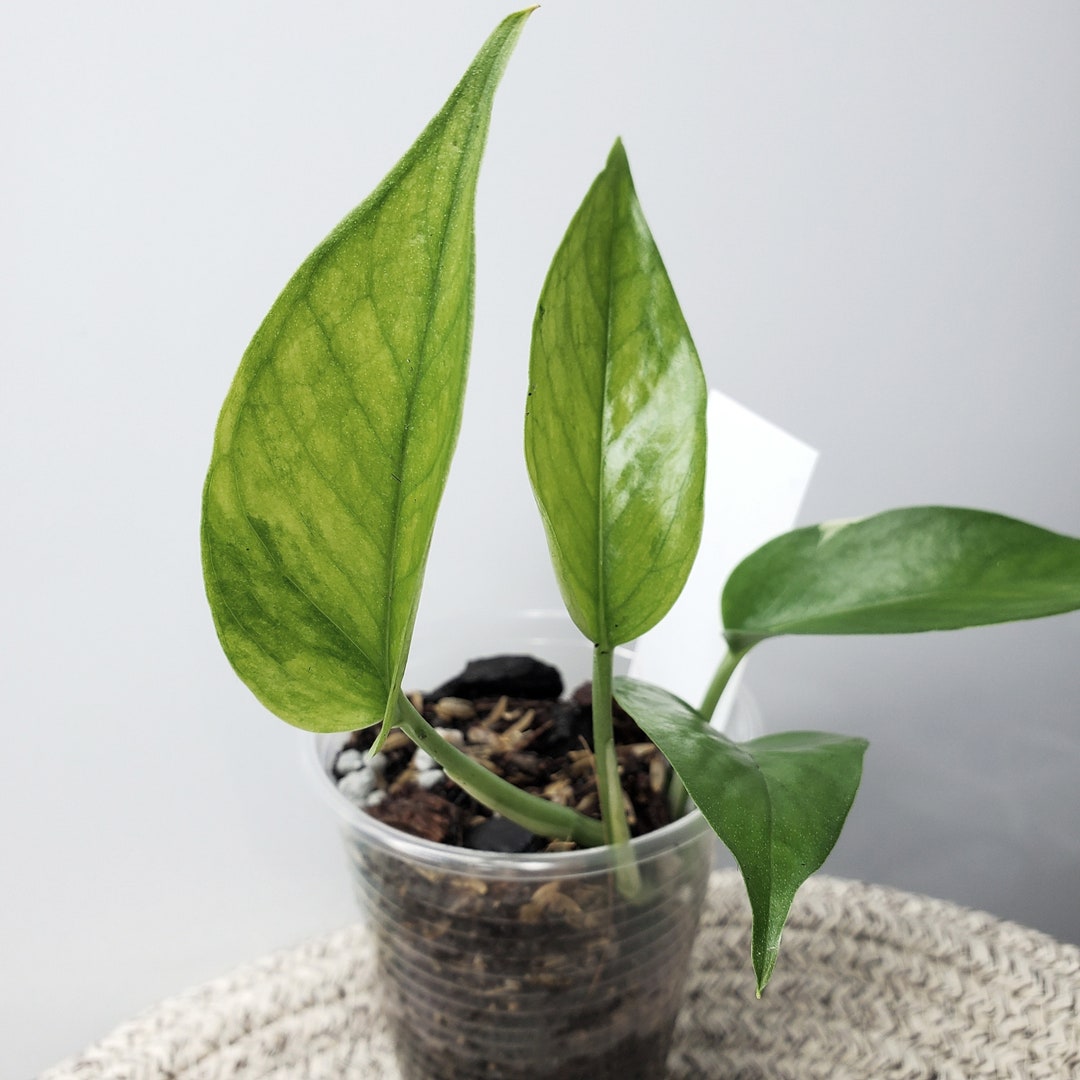 Teruno Amazon Pothos Terunoworld Epipremnum Aureum 'amazon' - Etsy