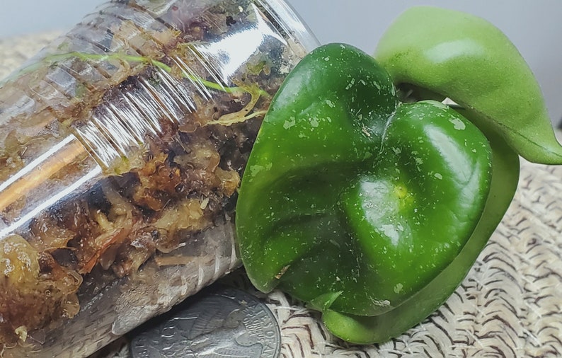 Hoya Carnosa Compacta Splash - Etsy