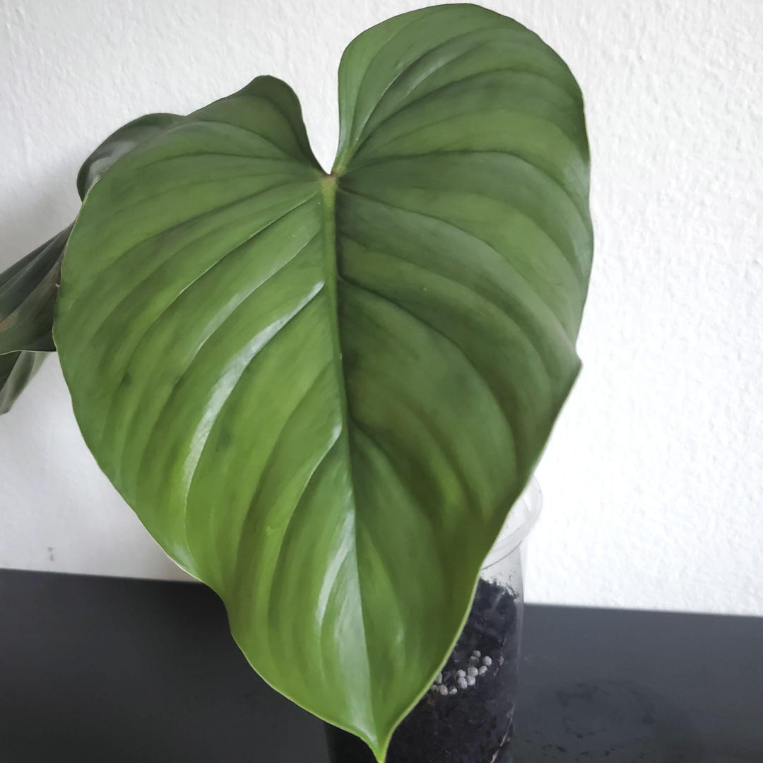 Philodendron Silver Angel - Etsy