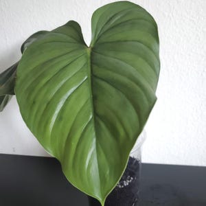 Philodendron Silver Angel - Etsy