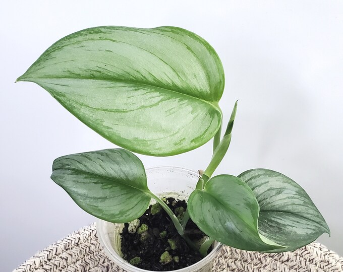 Scindapsus Treubii Sumatra - Etsy