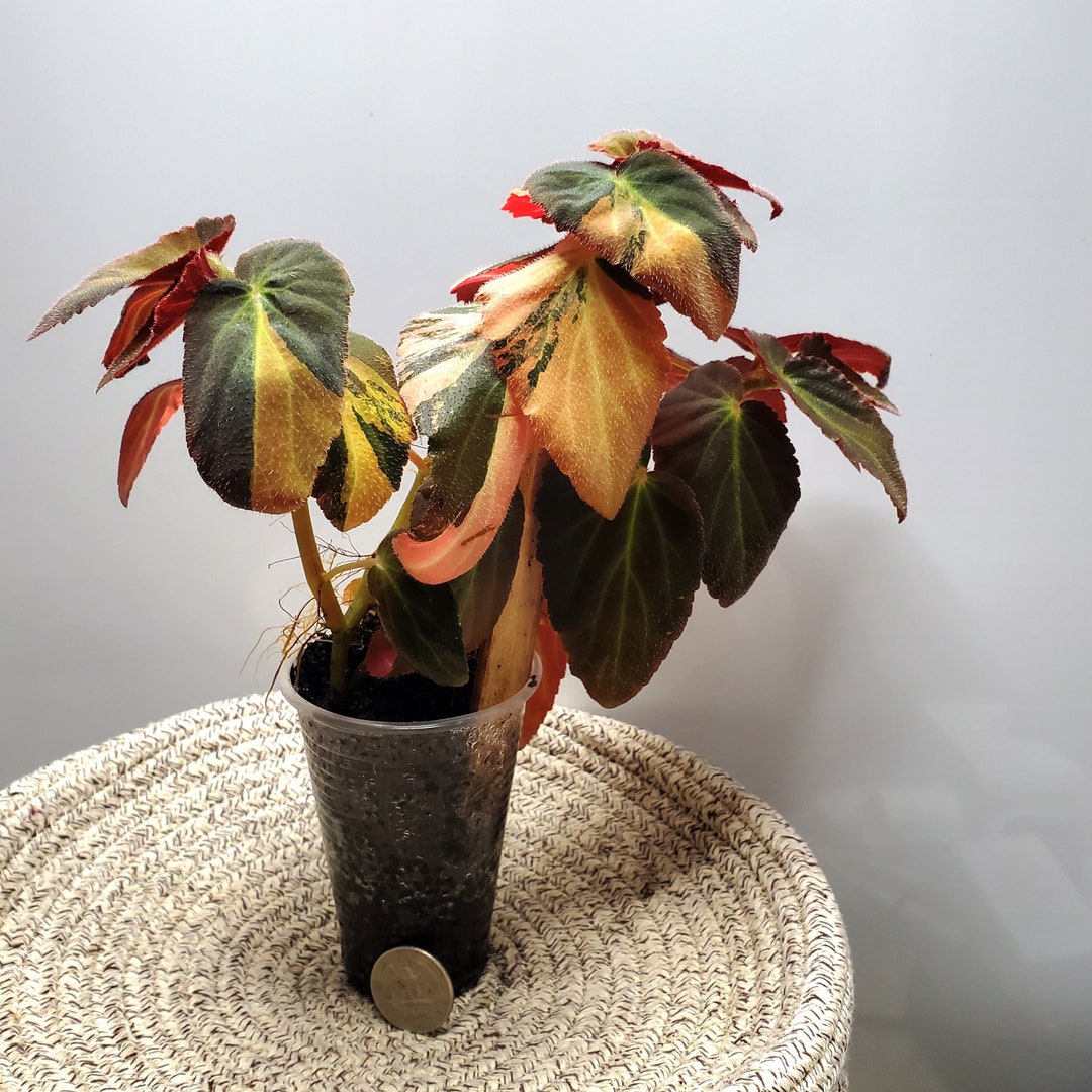 Variegated Begonia Withlacoochee Etsy