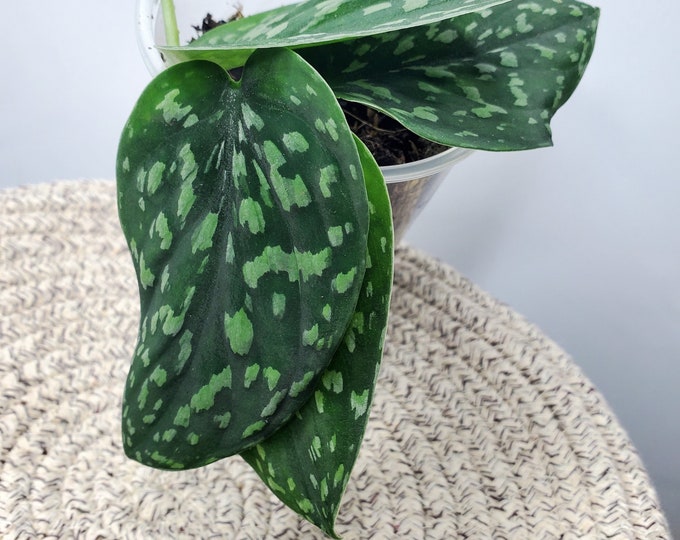 Scindapsus Snake Scale - Etsy