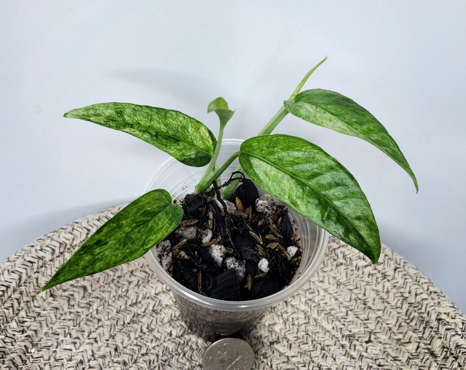 Variegated Cebu Blue Epipremnum Pinnatum Cebu Blue Ghost - Etsy