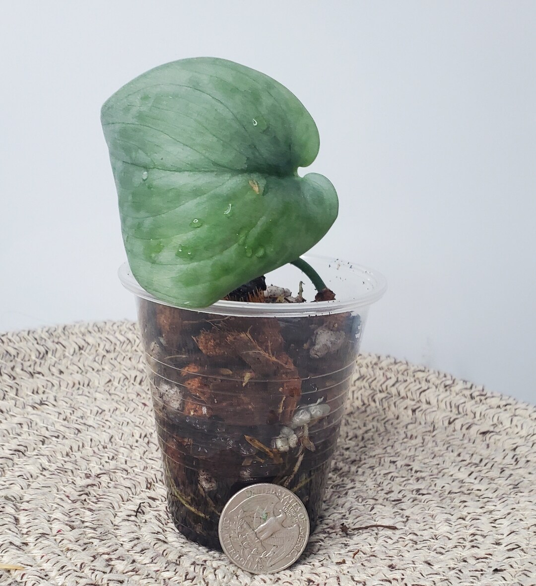 Scindapsus Pictus Tattoo - Etsy