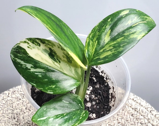 Monstera Standleyana Aurea | Yellow Variegated - Etsy
