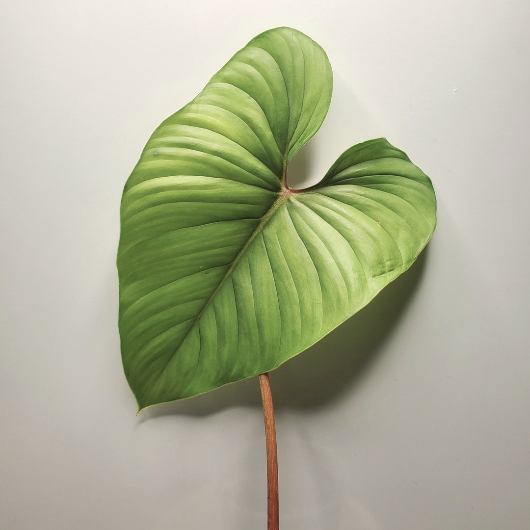 Philodendron Silver Angel - Etsy