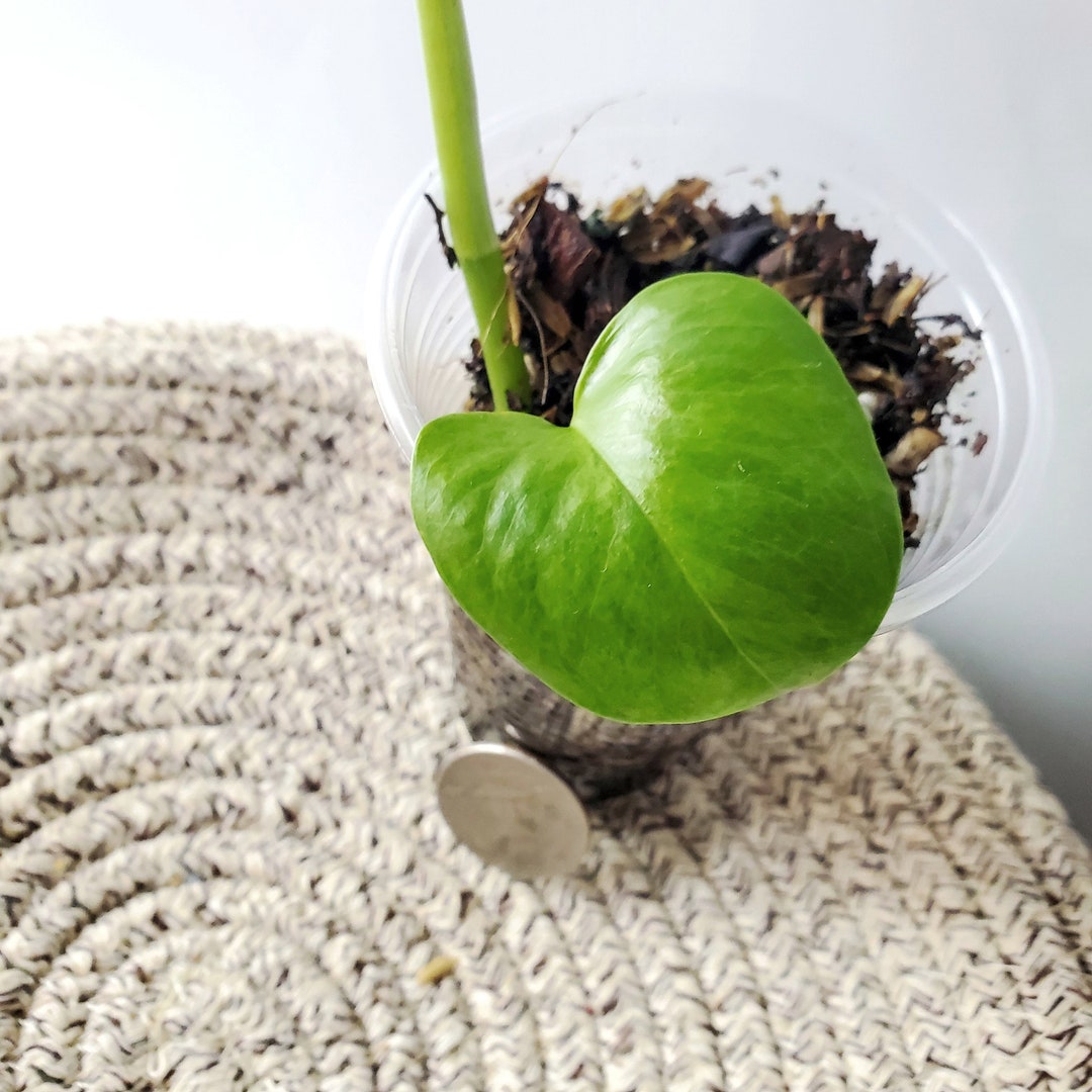 Teruno Pothos Venus | Epipremnum Aureum 'venus' | Terunoworld Series - Etsy