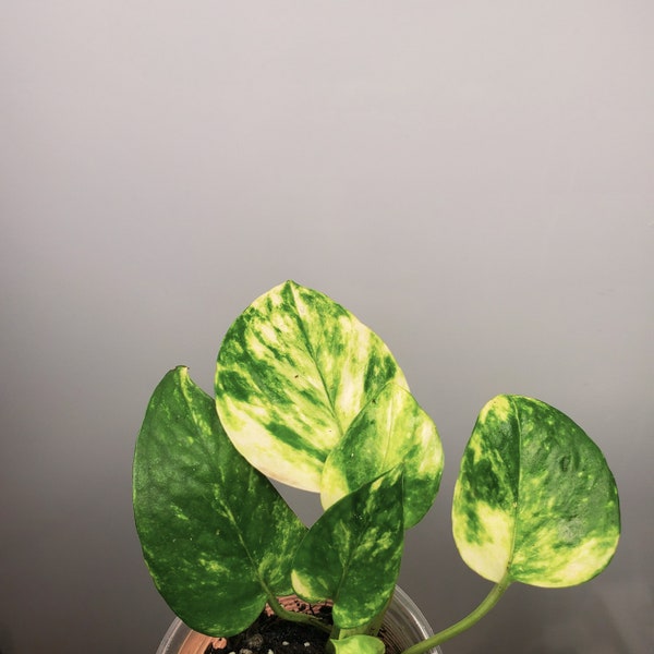 Harlequin Pothos - Etsy