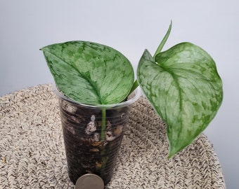 Scindapsus Tattoo - Etsy