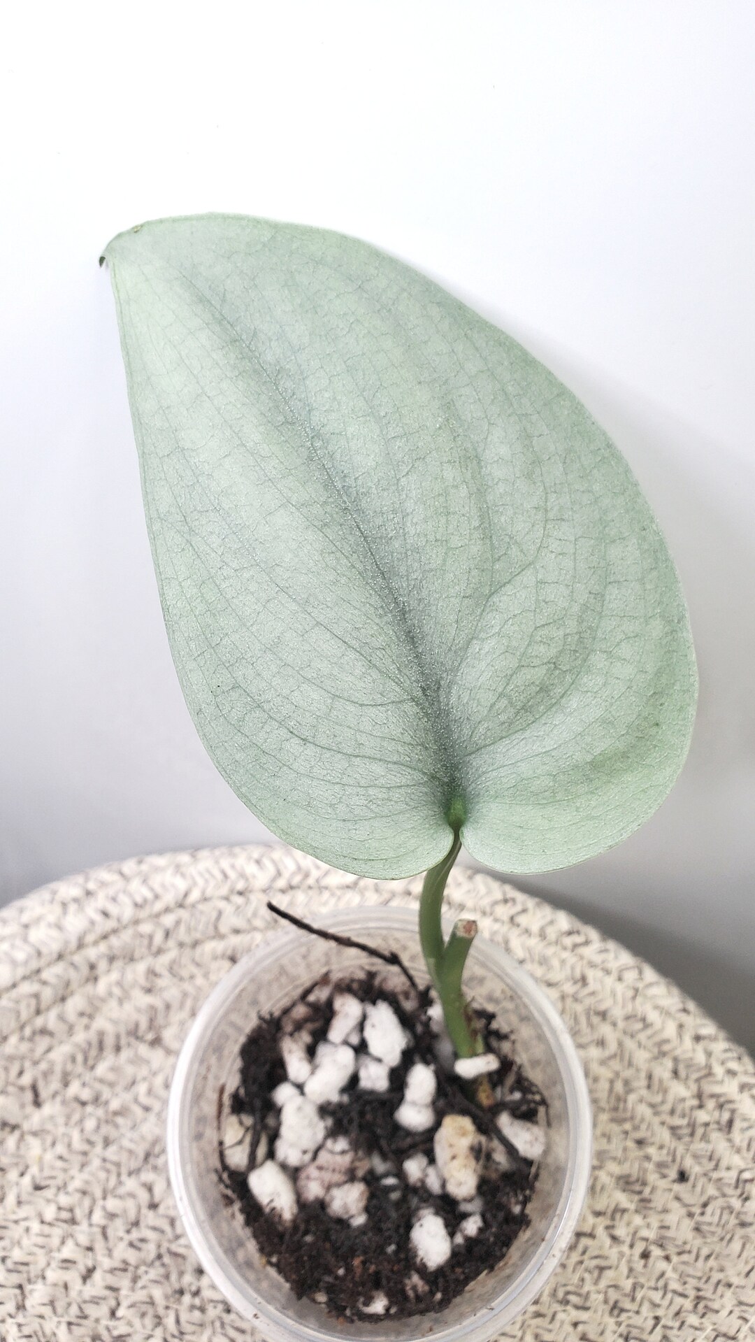 Scindapsus Platinum - Etsy