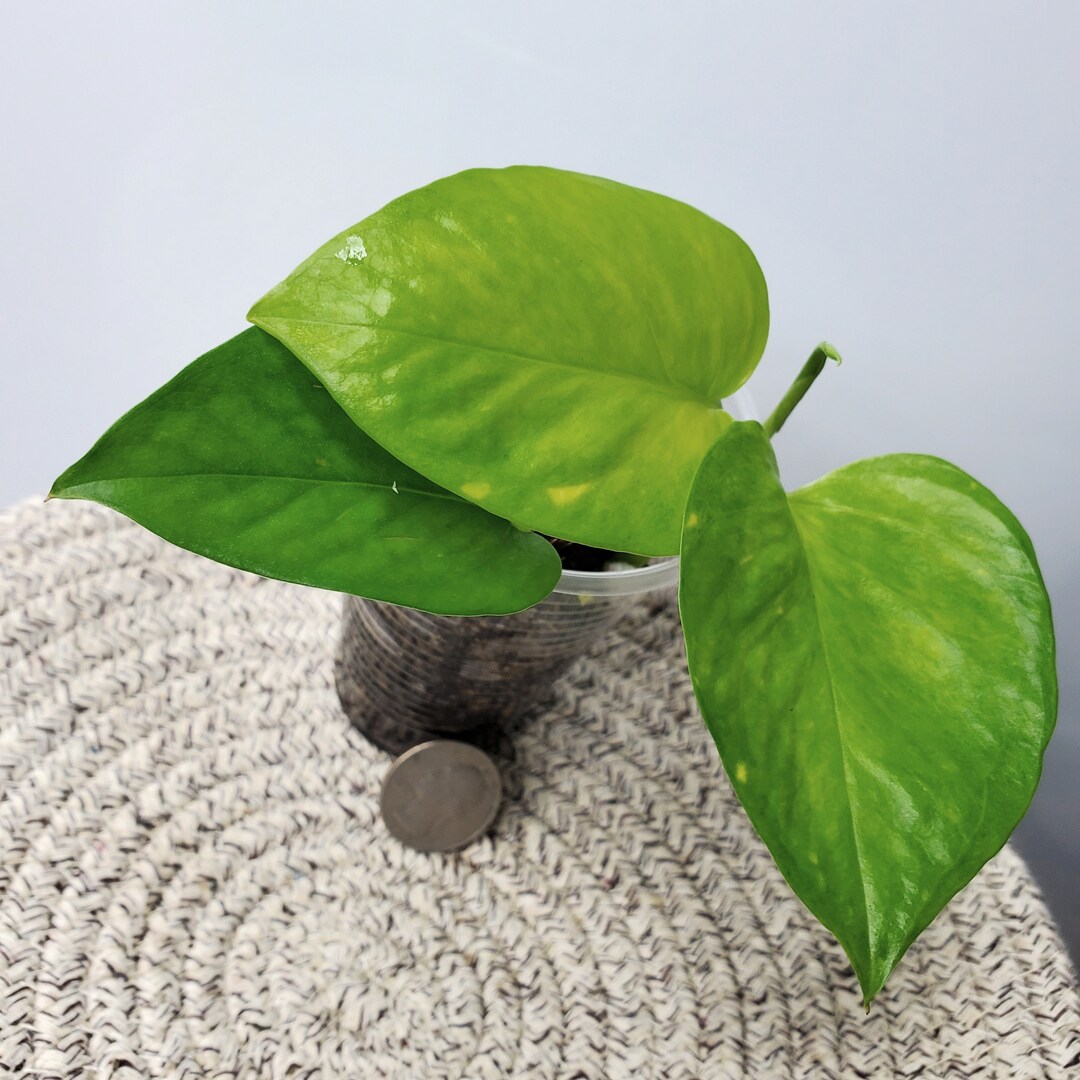 Pothos Teruno Moonlight - Etsy