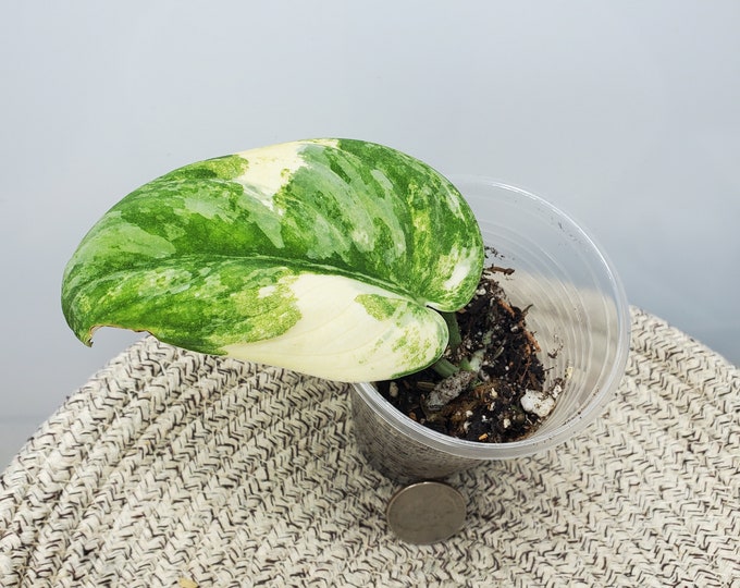 Scindapsus Mangurai | Jade Satin White Variegated - Etsy