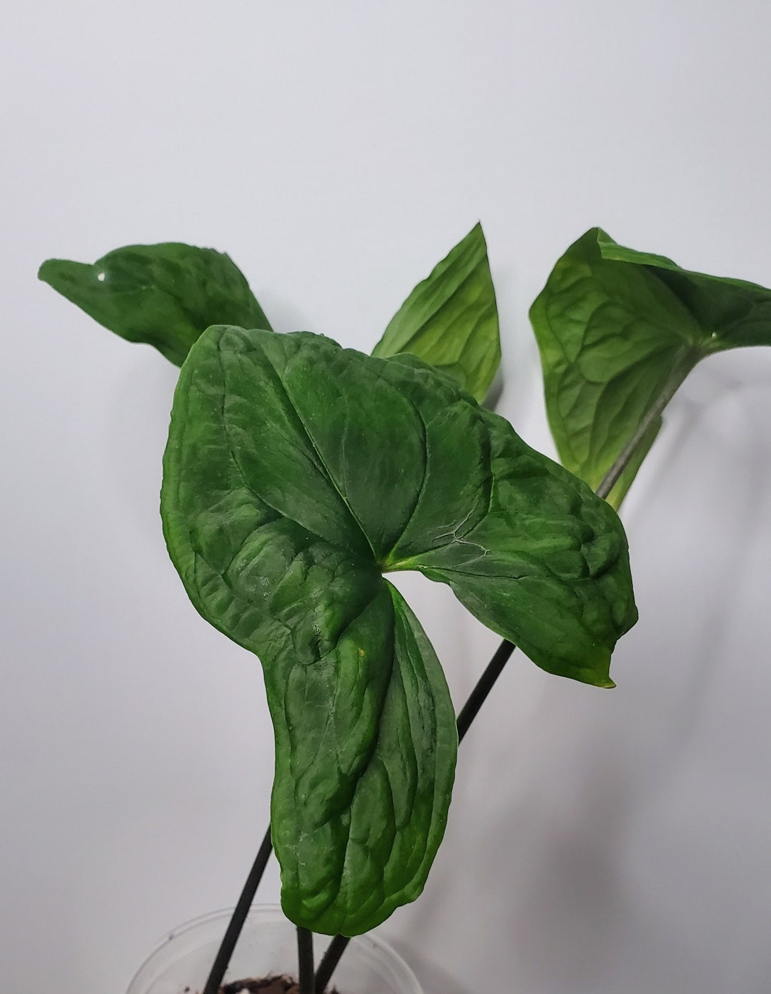 Ulearum Donbursii Black - Etsy