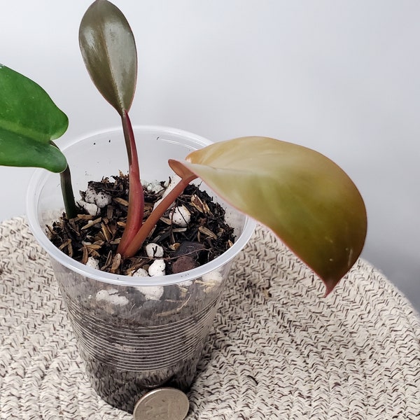 Florida Ghost Philodendron - Etsy