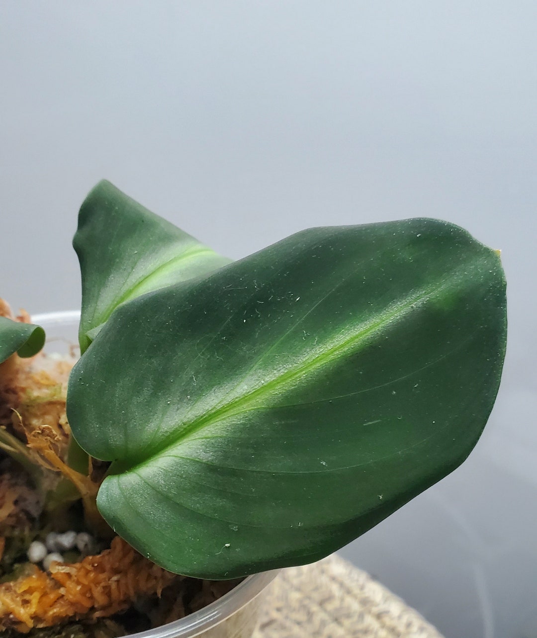 Scindapsus Neon Stripe/cat Eye boesenbergia Aurantiaca / - Etsy
