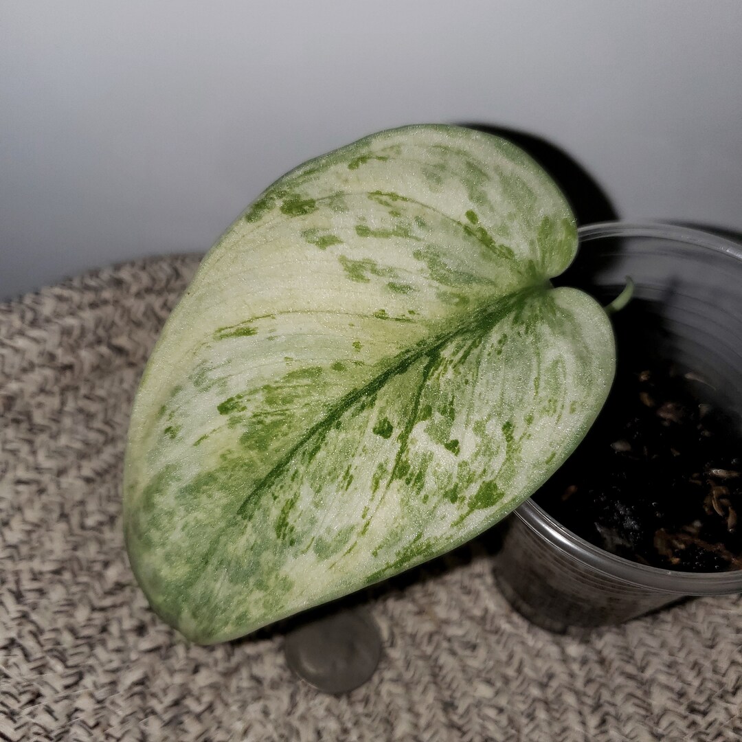 Scindapsus Pictus Exotica Hologram - Etsy