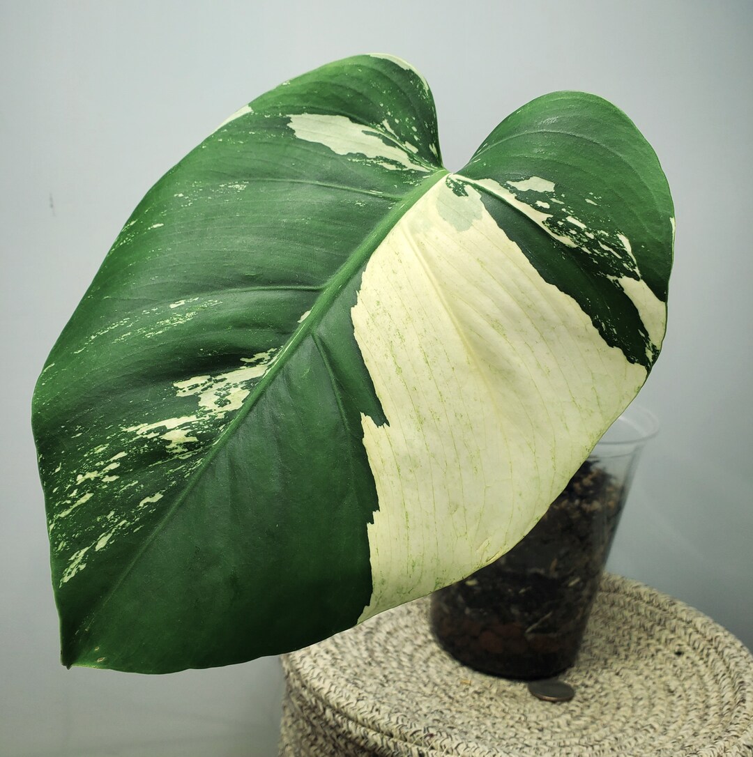 Monstera NOID Mint Intermediate Form Barry's Mint Monstera Jungle Mint ...