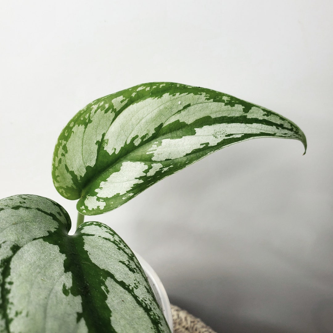 Scindapsus Pictus Silver Princess - Etsy