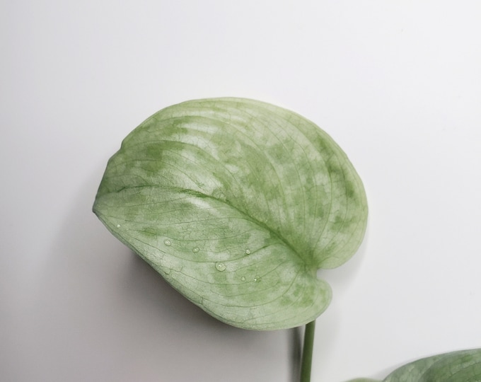 Scindapsus Pictus Tattoo - Etsy