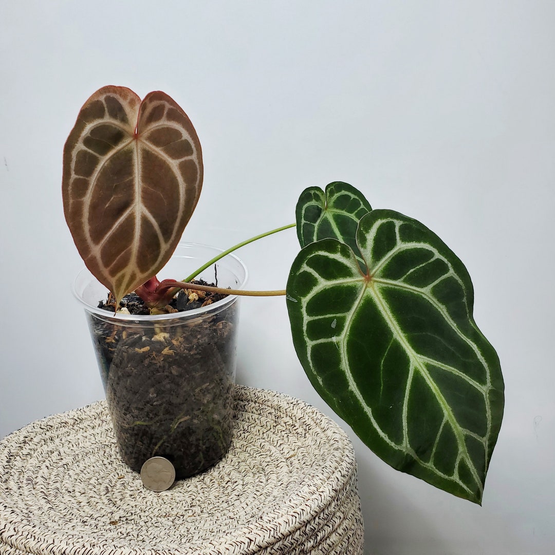 Anthurium Brielle X Red Crystallinum offset Doc Block - Etsy