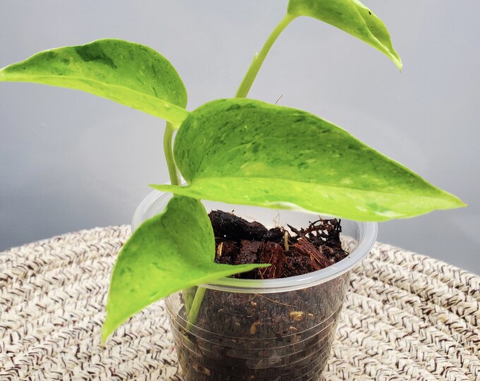 Pothos Lima Compacta | Epipremnum Aureum 'lima Compacta' - Etsy