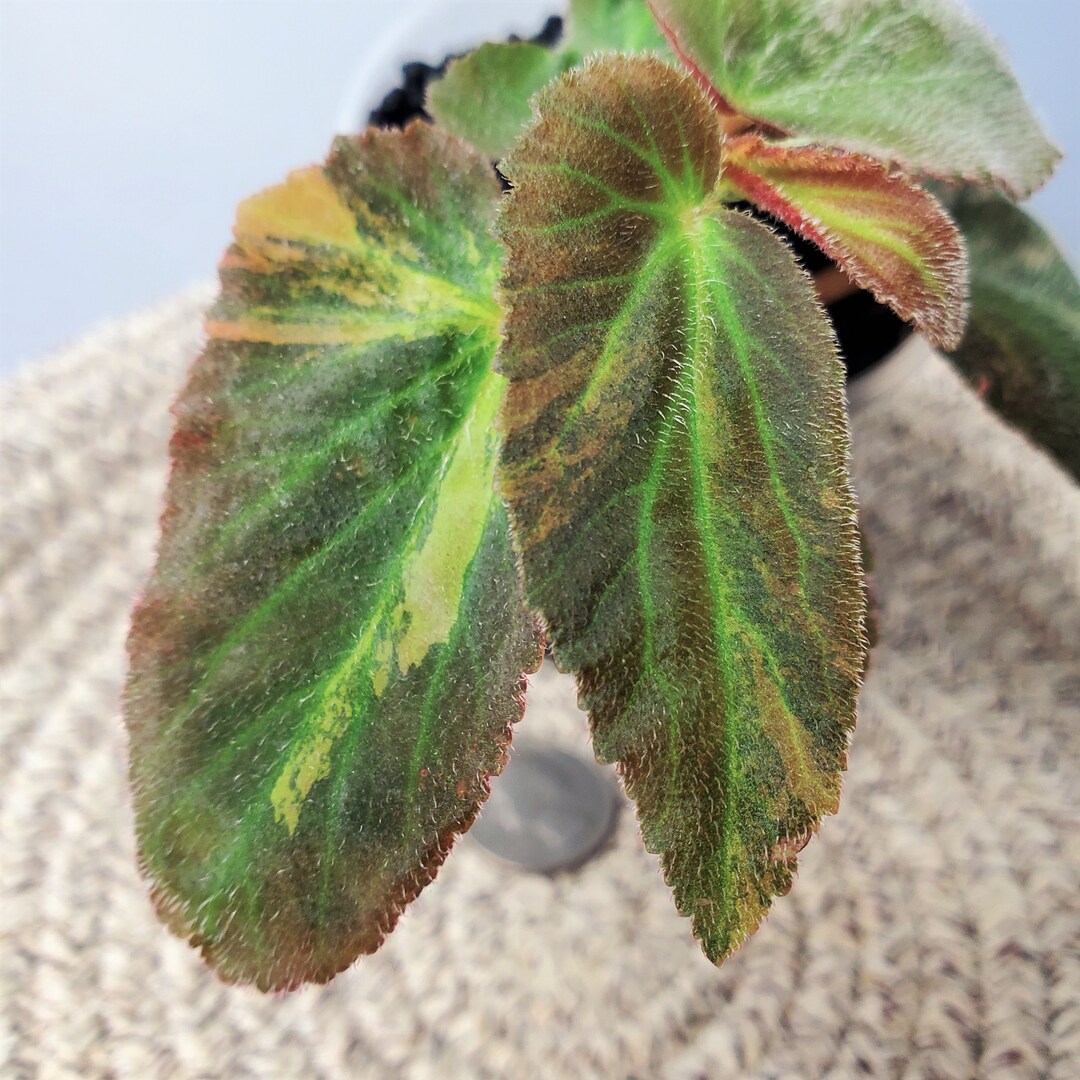 Variegated Begonia Withlacoochee Etsy