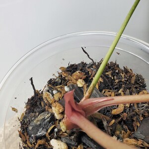 Anthurium Brielle X Red Crystallinum offset Doc Block - Etsy