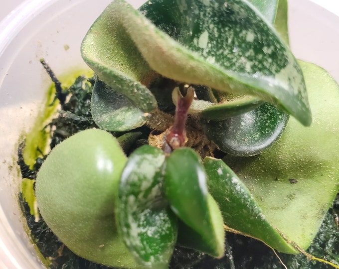 Hoya Carnosa Compacta Splash - Etsy