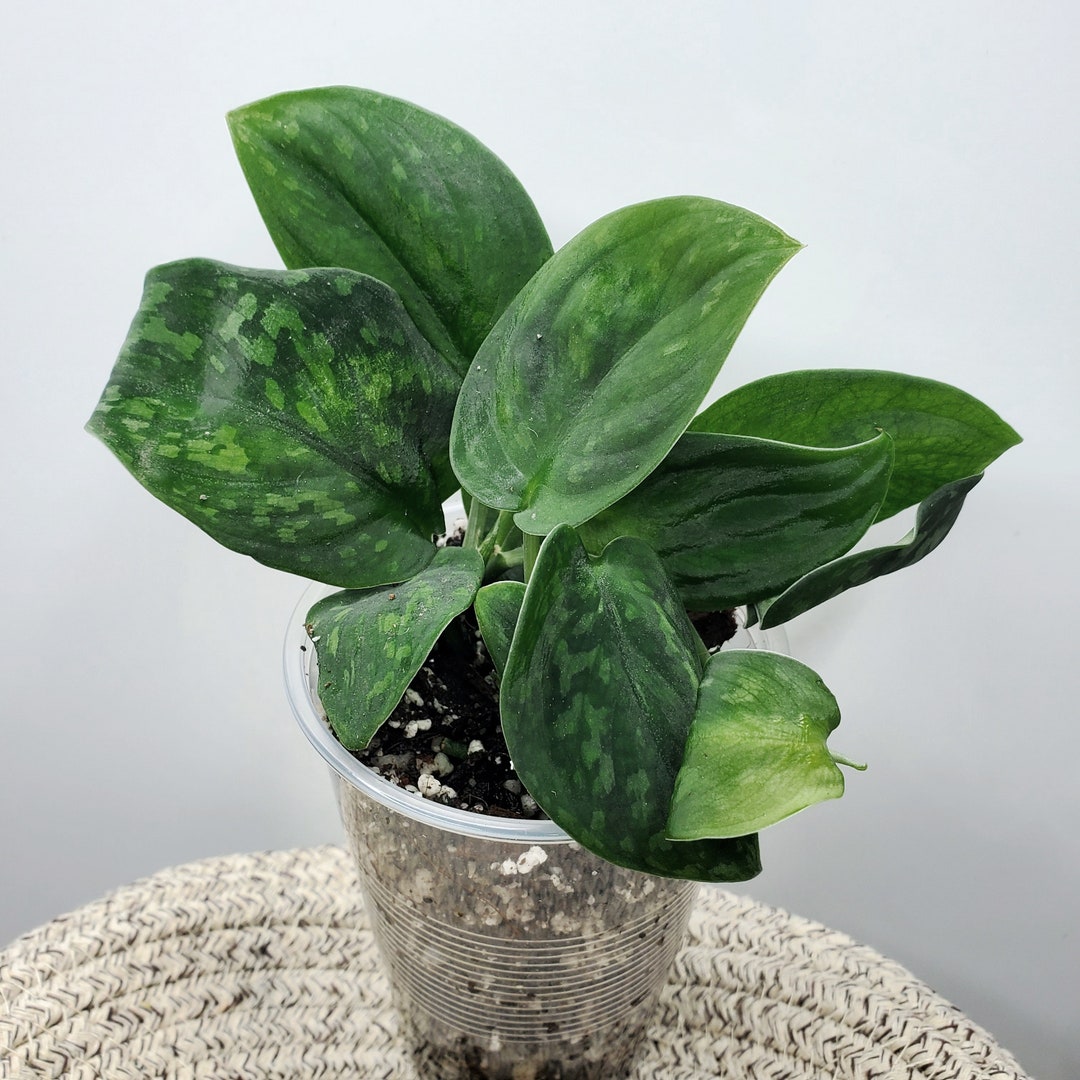 Scindapsus Sp. Snake Scale Haask Green Army - Etsy