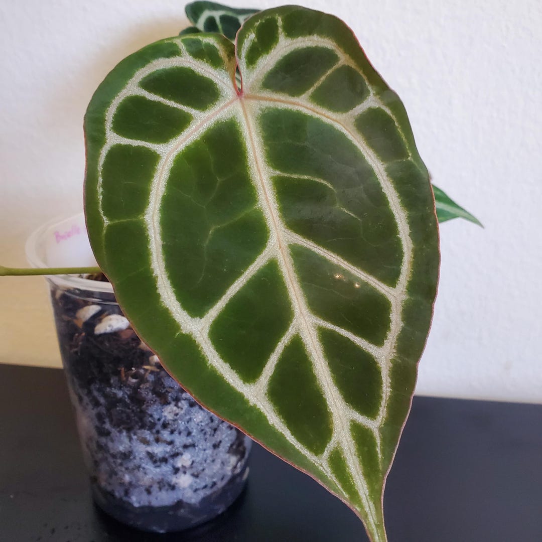 Anthurium Brielle X Red Crystallinum (offset) Doc Block - Etsy