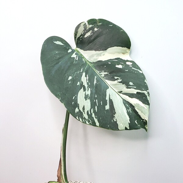 Monstera Mint - Etsy