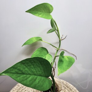 Teruno Pothos Venus Epipremnum Aureum 'venus' Terunoworld - Etsy