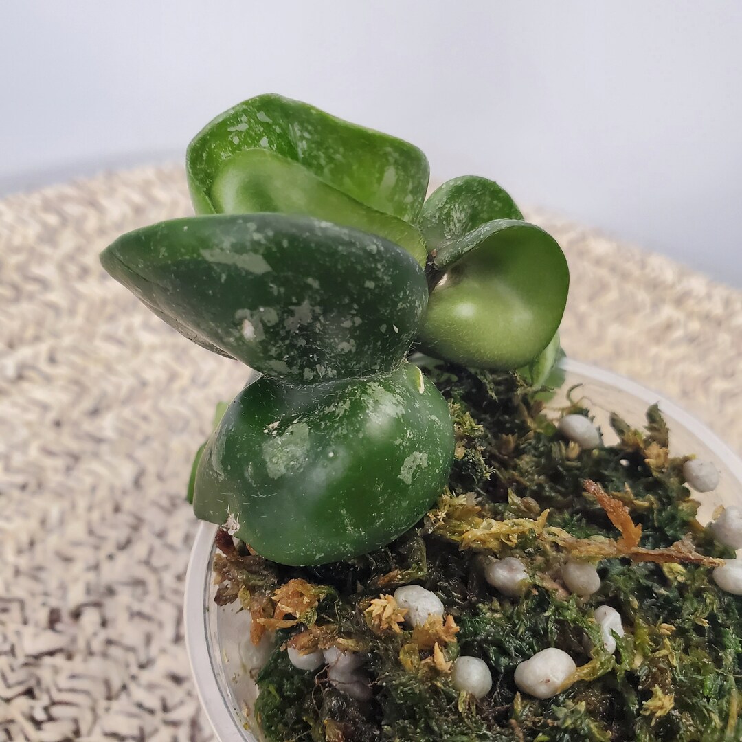 Hoya Carnosa Compacta Splash - Etsy