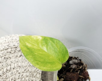 Teruno Pothos Fanfare Terunoworld Series Epipremnum Aureum Fanfare - Etsy