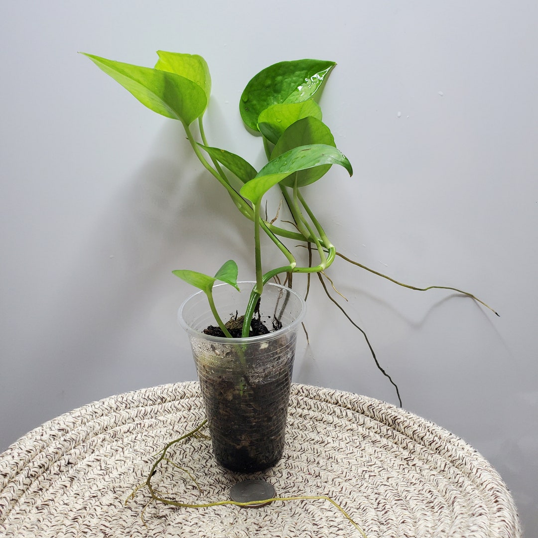Teruno Pothos Venus Epipremnum Aureum 'venus' Terunoworld - Etsy