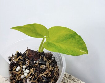 Teruno Pothos Hanahana Terunoworld Series Epipremnum Aureum 'hana Hana ...