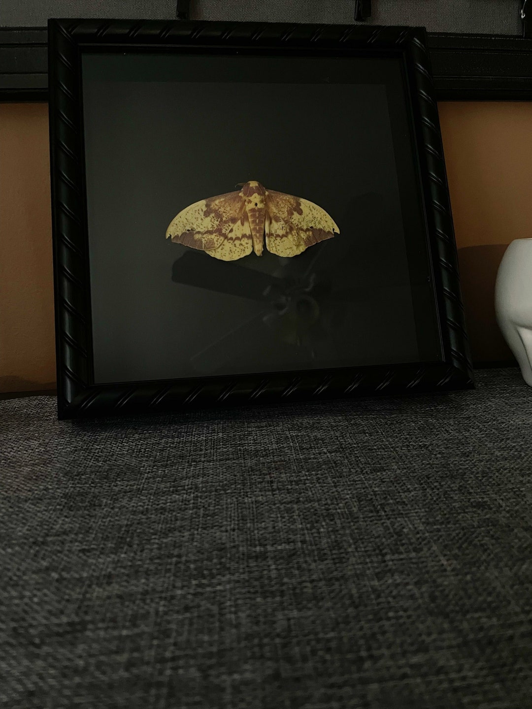 Imperial Moth Shadow Box - Etsy