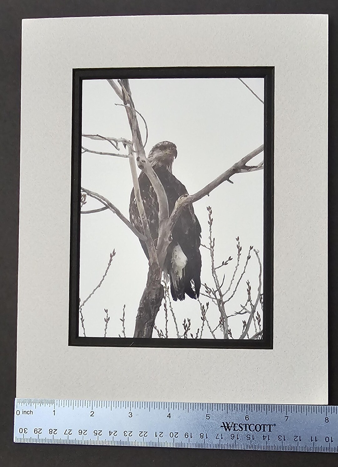 Juvenile Bald Eagle, Bird of Prey, Picture, Matted, Ready to Frame - Etsy