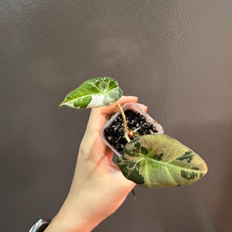 Alocasia Black Velvet - Etsy