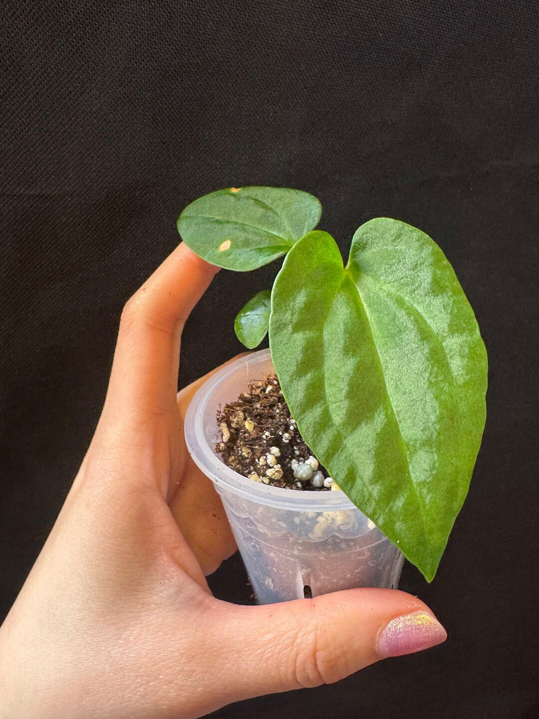 Anthurium RLFS X Carla X Ace of Spade Active Growing Plant Exact Plant ...