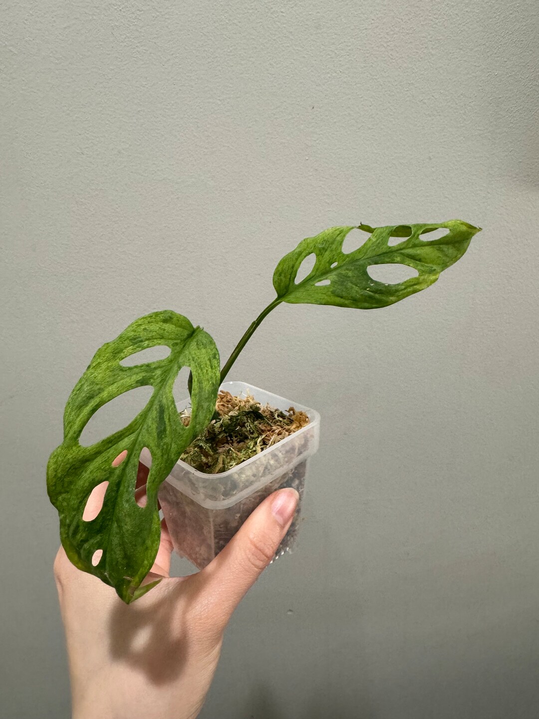 Monstera Laniata Mottled High Variegation Rooted Cutting. US Seller ...