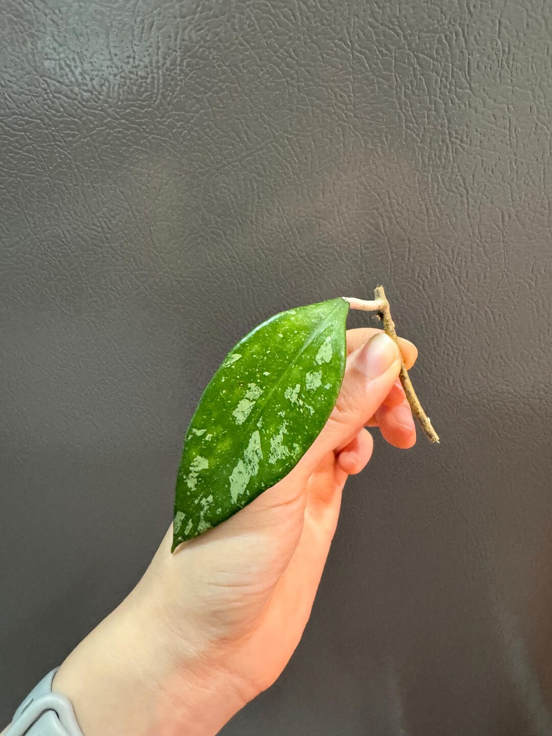 Hoya Snow Cui Splash ( Cuixue Splash) Cutting . Exact Plant Fast ...