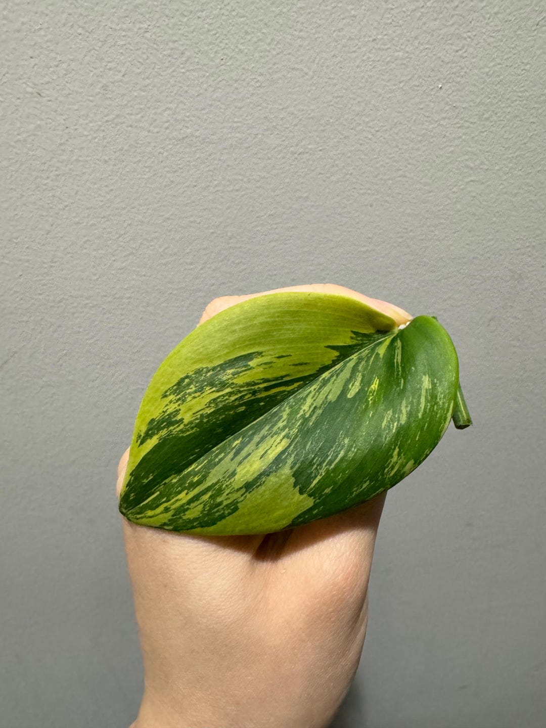 Variegated Scindapsus Rubicon Scindapsus Treubii Moonlight Aurea ...