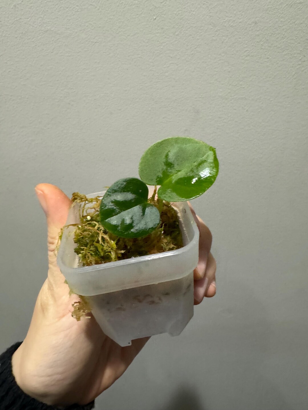 Anthurium Carla X Mr. Worldwide Active Growing Plant Exact Plant Fast ...