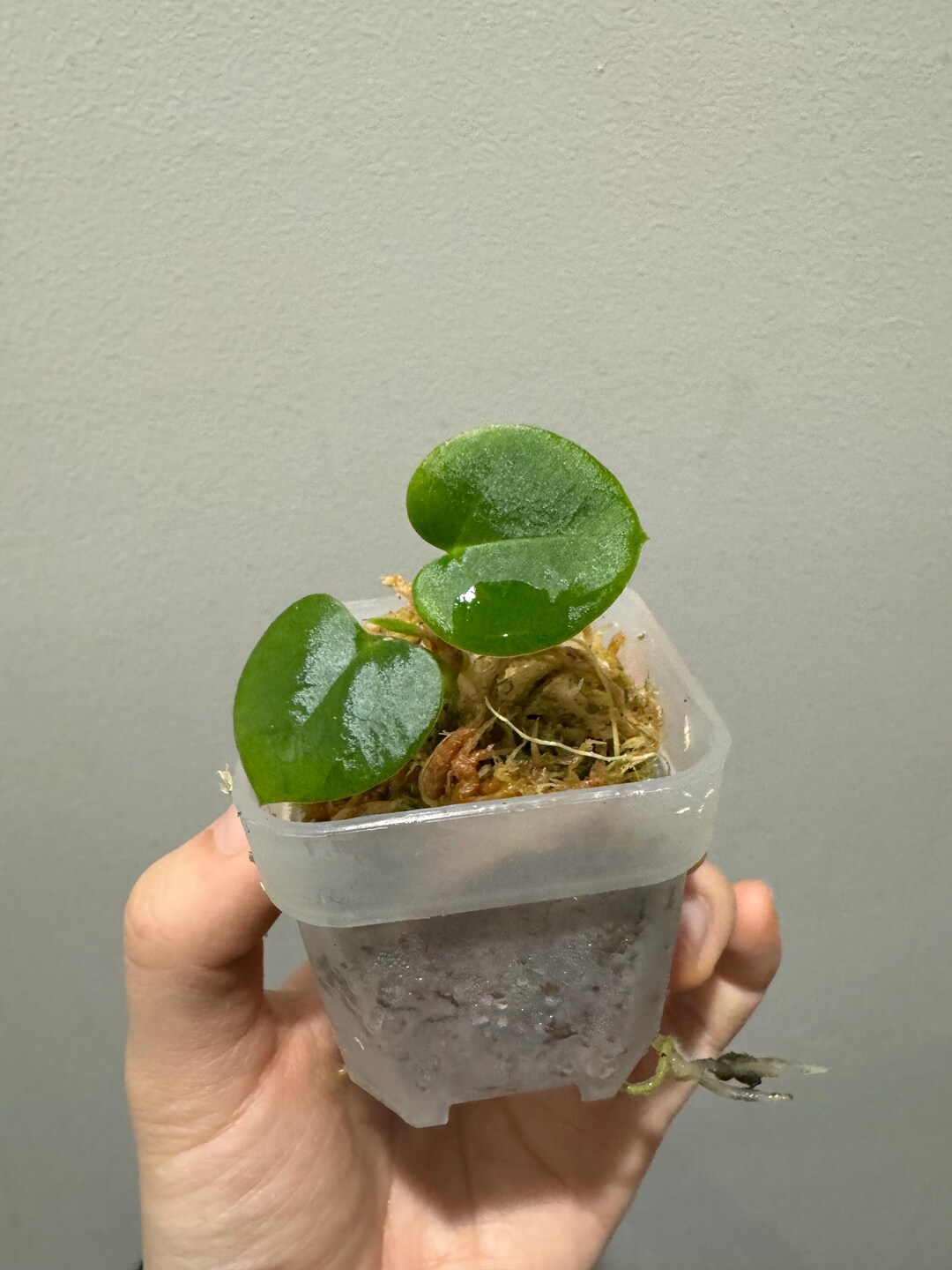 Anthurium Carla X Mr. Worldwide Active Growing Plant Exact Plant Fast ...